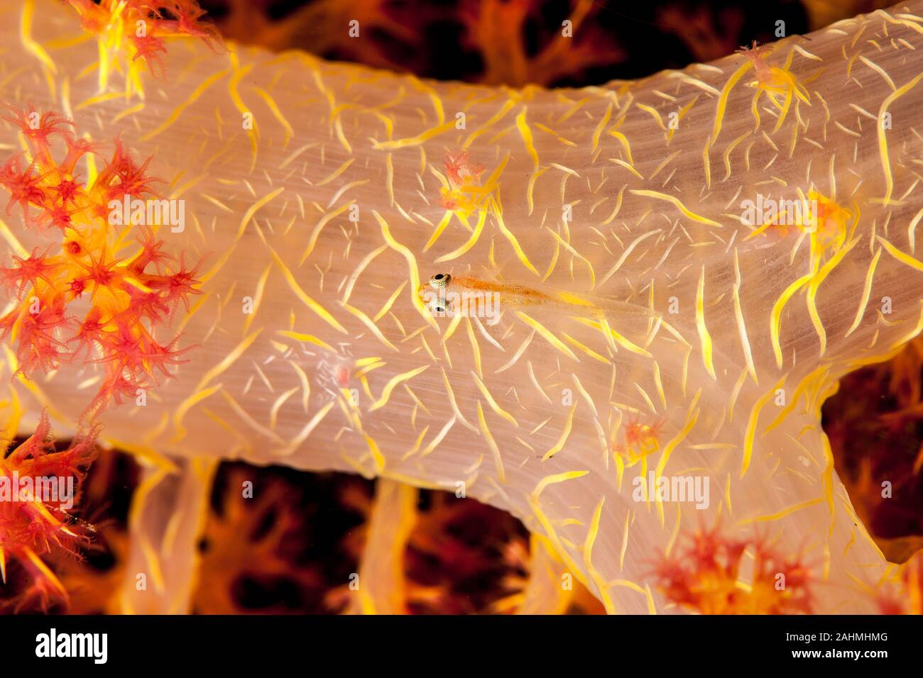 Translucent Coral Goby - Bryaninops erythrops Stock Photo - Alamy