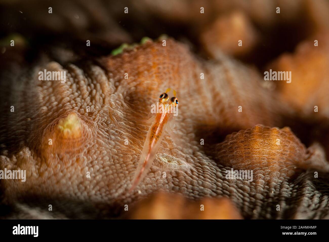 Translucent Coral Goby - Bryaninops erythrops Stock Photo - Alamy
