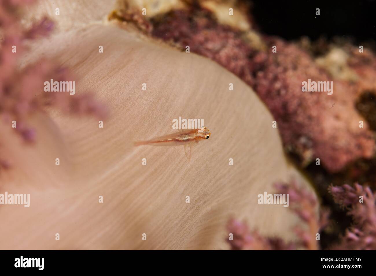 Translucent Coral Goby - Bryaninops erythrops Stock Photo - Alamy