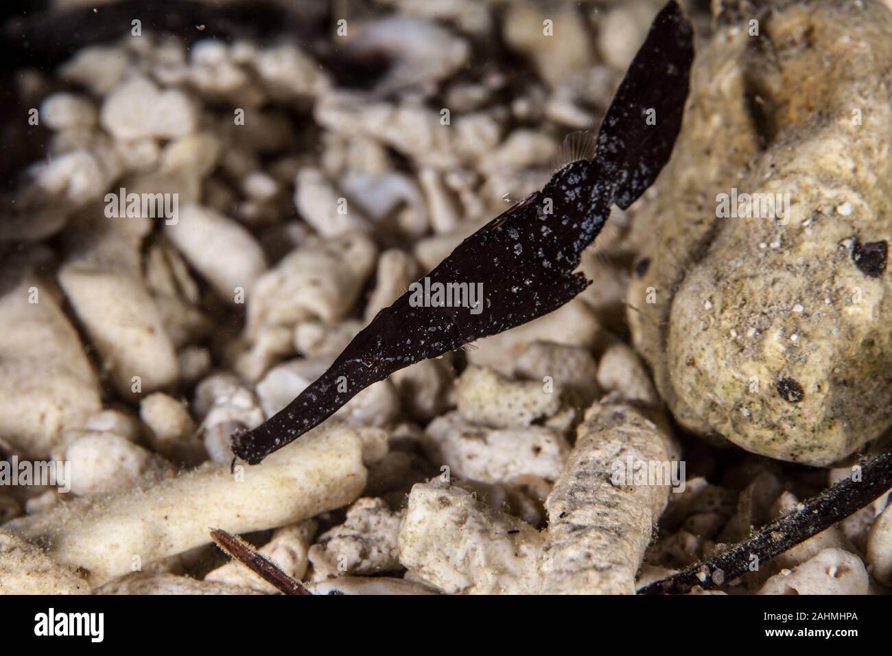 The robust ghost pipefish, Solenostomus cyanopterus Stock Photo - Alamy