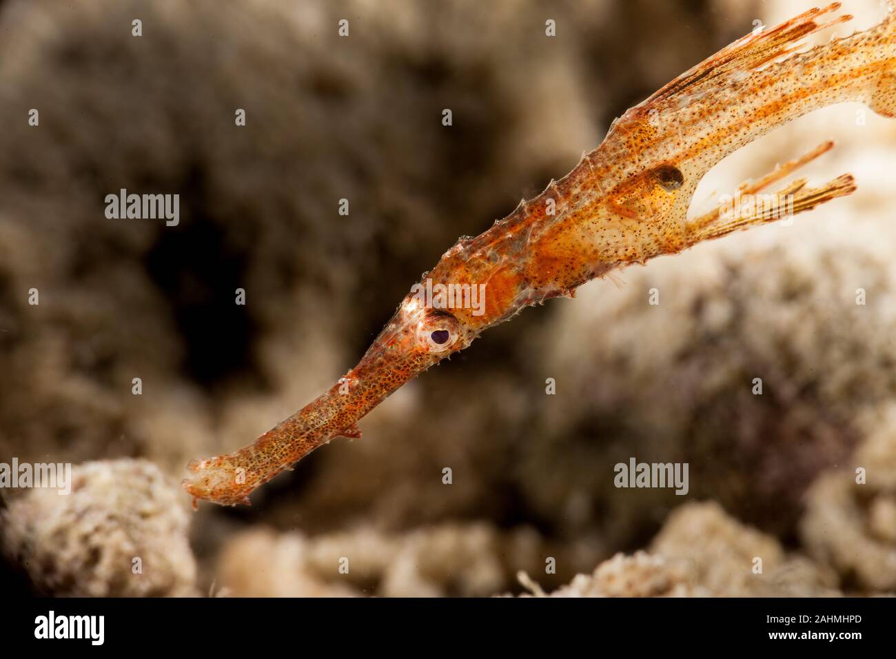 The robust ghost pipefish, Solenostomus cyanopterus Stock Photo - Alamy