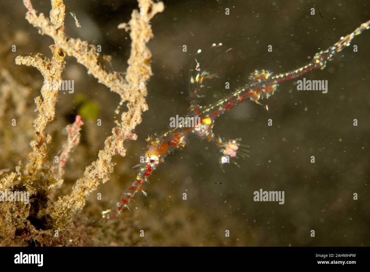 The robust ghost pipefish, Solenostomus cyanopterus Stock Photo - Alamy