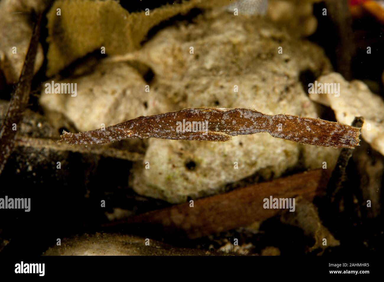 The robust ghost pipefish, Solenostomus cyanopterus Stock Photo - Alamy