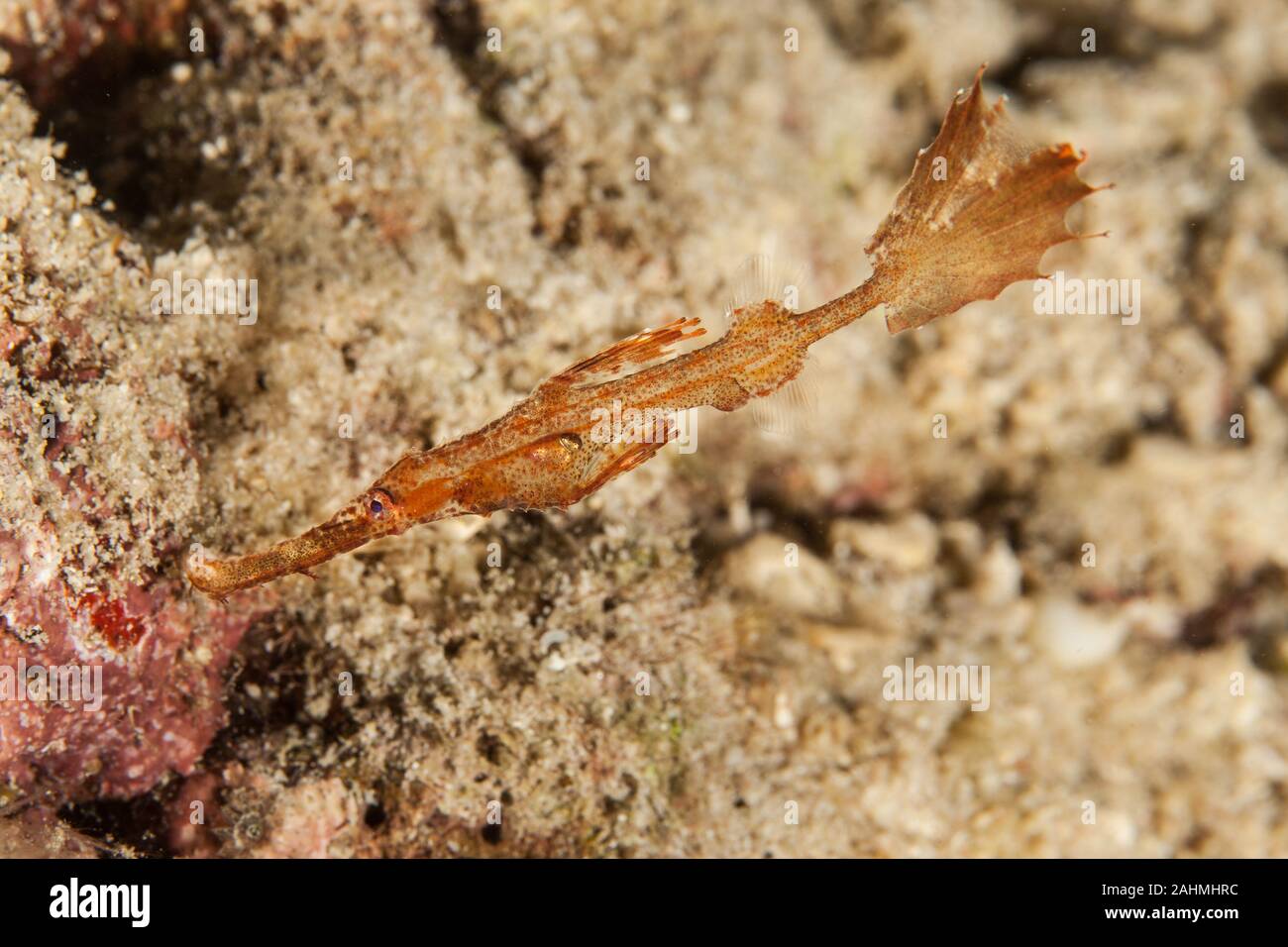The robust ghost pipefish, Solenostomus cyanopterus Stock Photo - Alamy