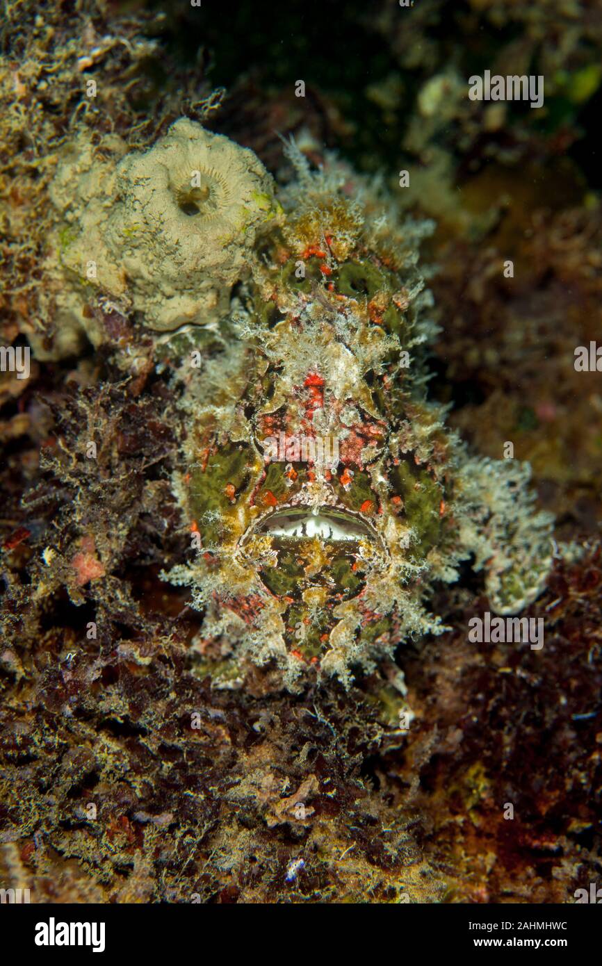 Green giant frogfish hi-res stock photography and images - Alamy