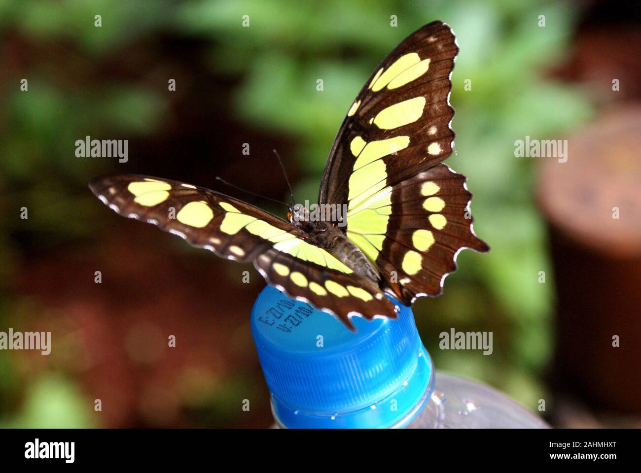 Beautiful Butterfly sitting on a plastic bottle Stock Photo - Alamy