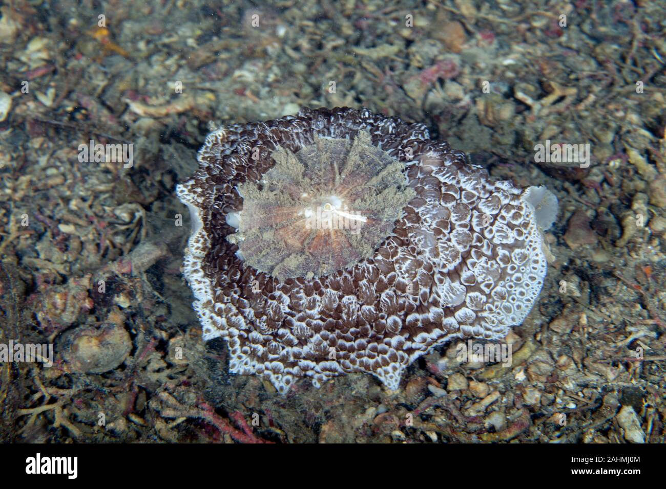 Umbraculum umbraculum Sea Slug Stock Photo - Alamy
