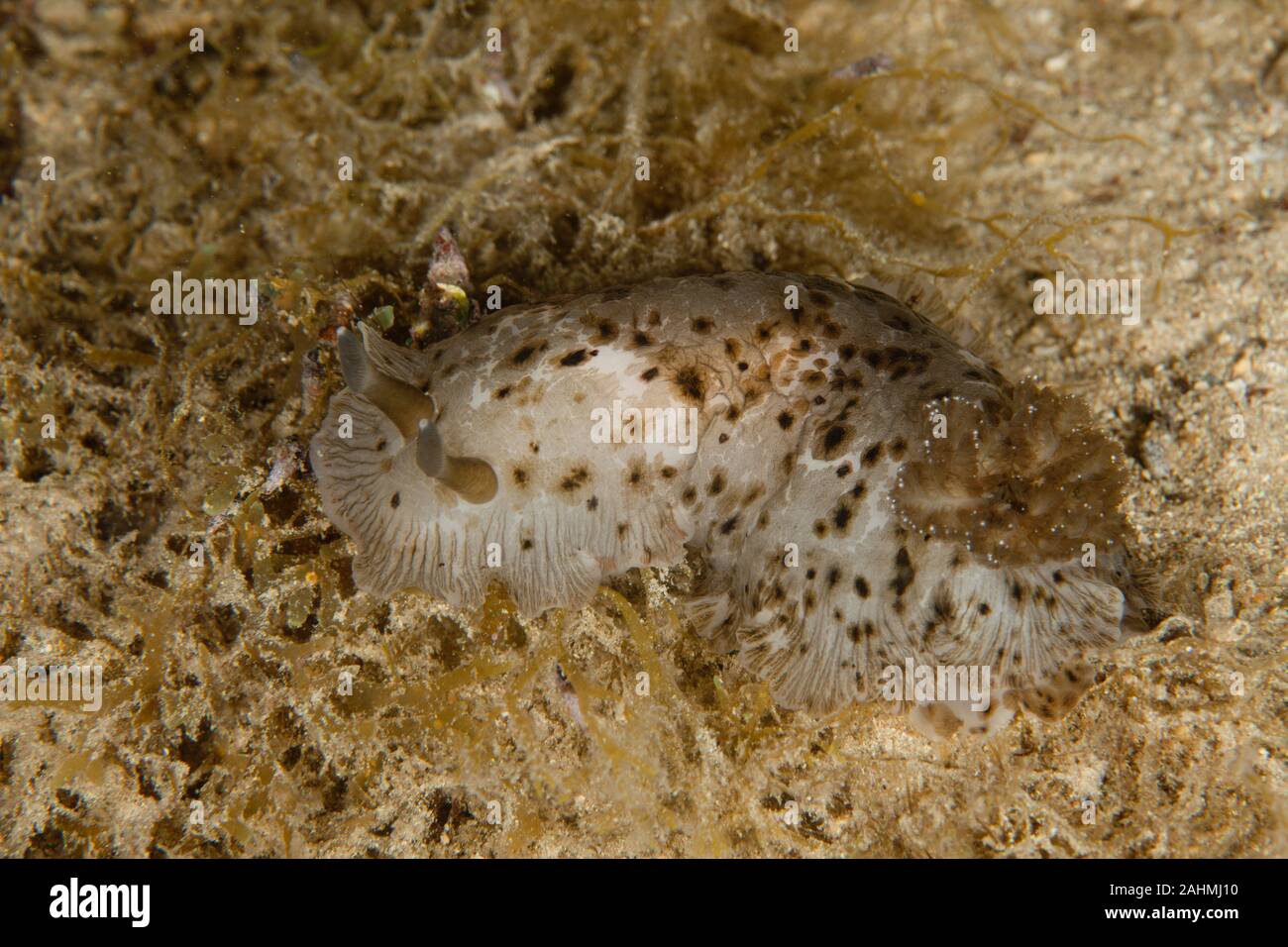 sea slugs, marine gastropod mollusks Stock Photo - Alamy