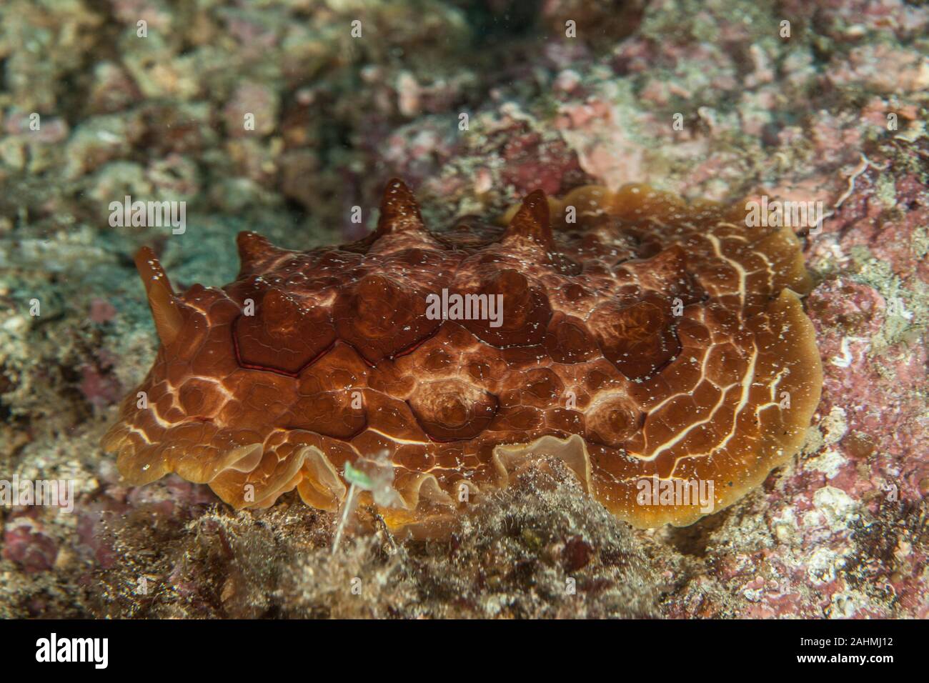 sea slugs, marine gastropod mollusks Stock Photo - Alamy
