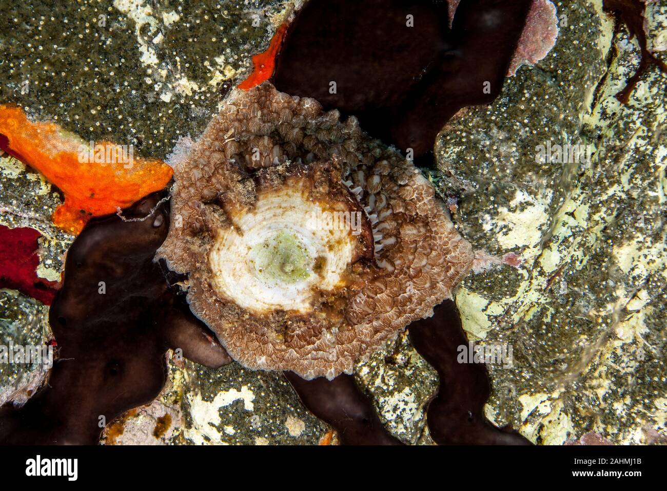 Umbraculum umbraculum Sea Slug Stock Photo - Alamy