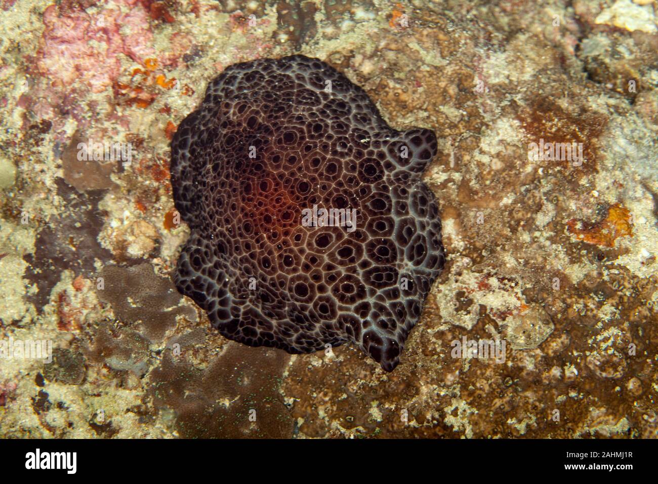 sea slugs, marine gastropod mollusks Stock Photo - Alamy