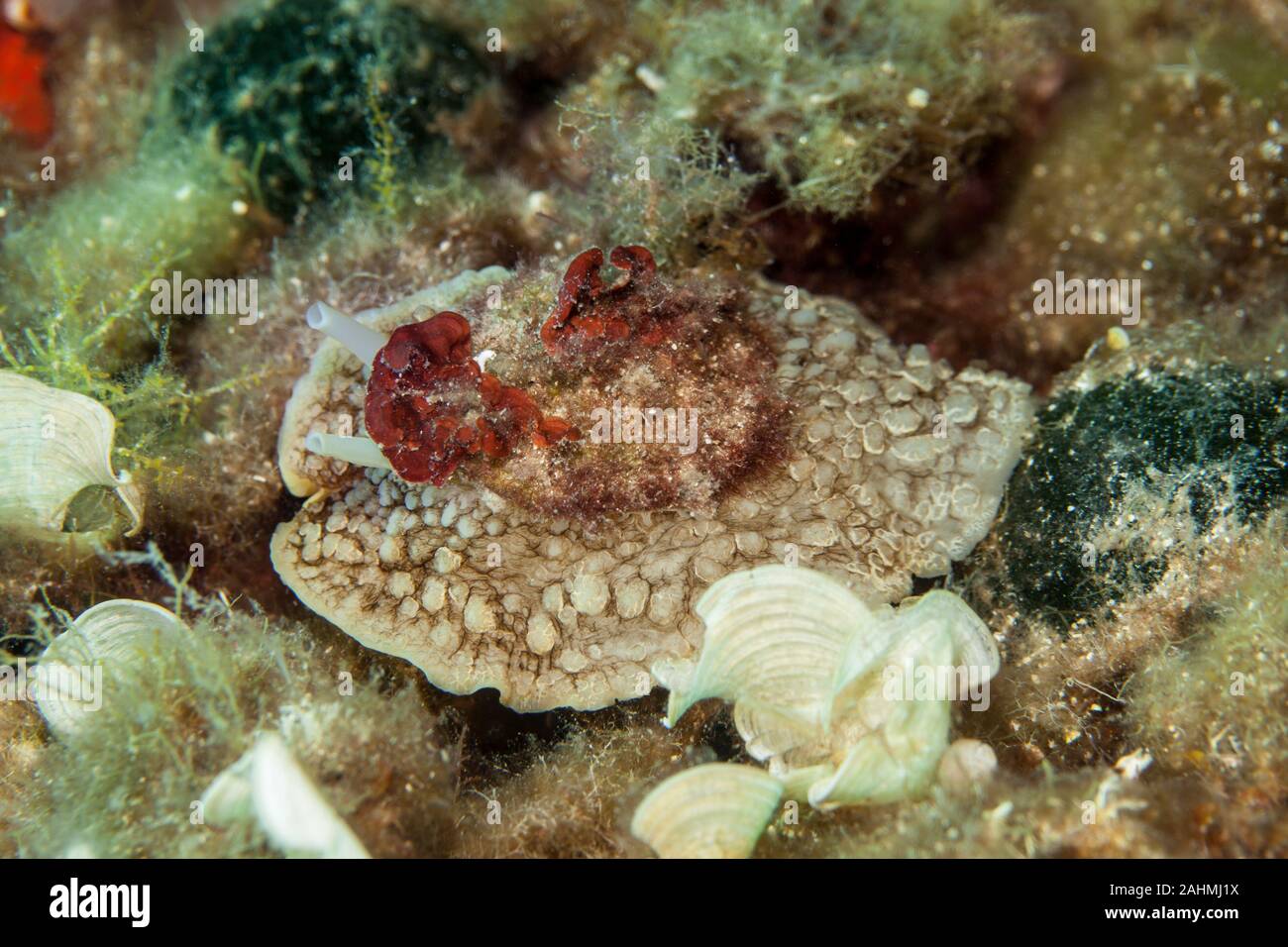 Umbraculum umbraculum Sea Slug Stock Photo - Alamy