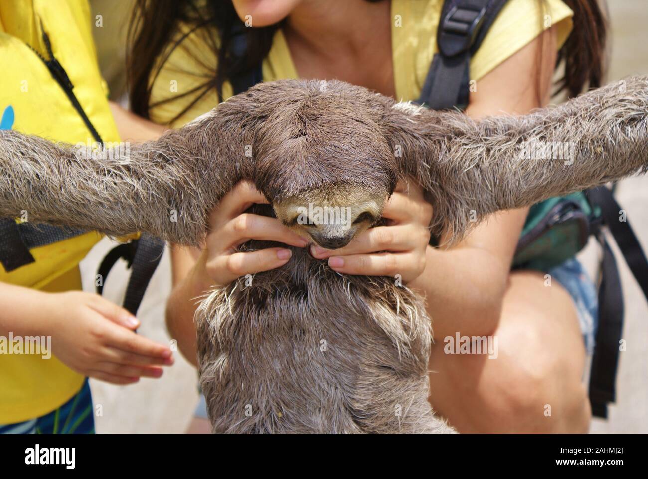 Sloth in trees hi-res stock photography and images - Alamy