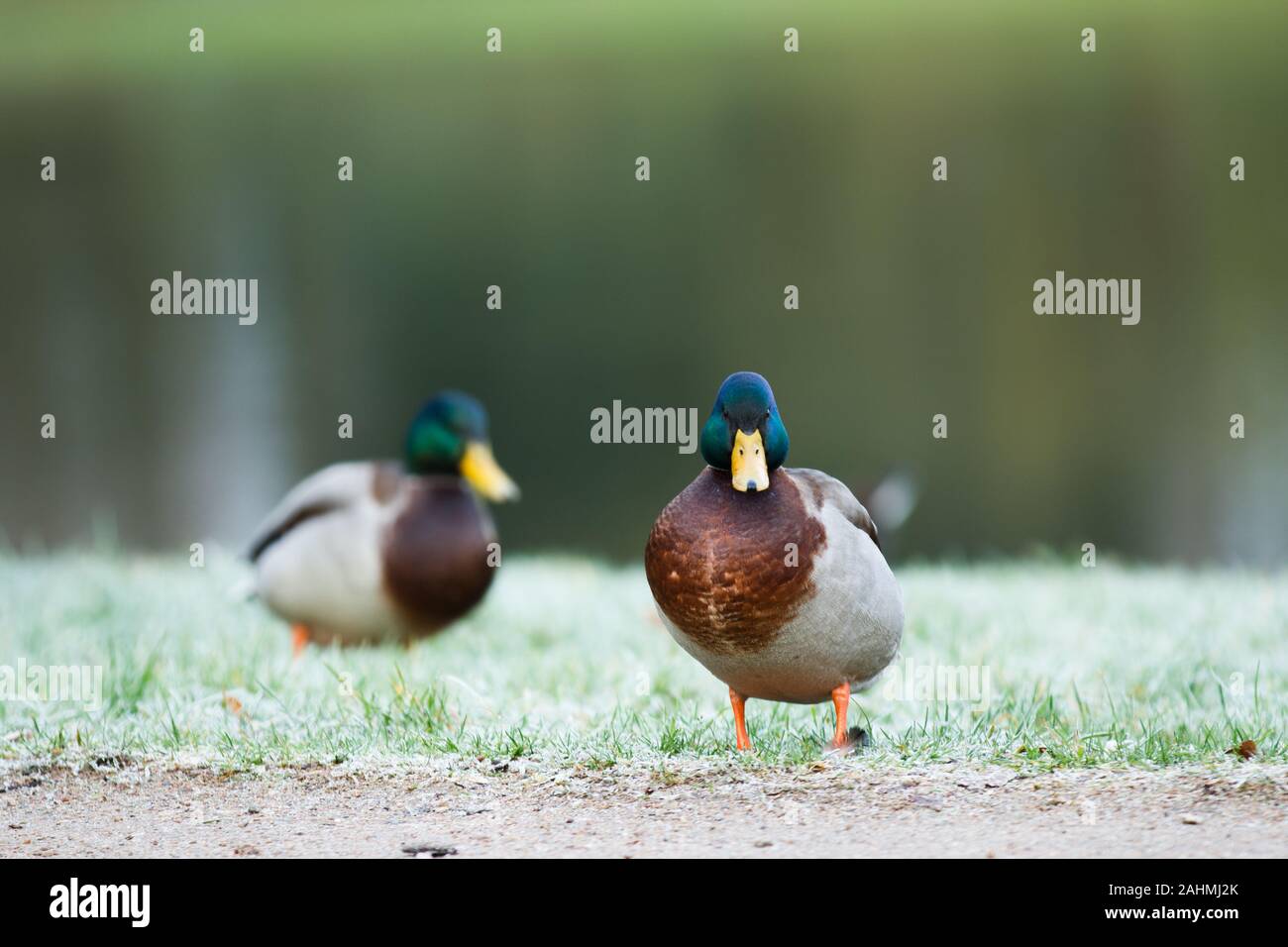 Frozen ducks hi-res stock photography and images - Alamy
