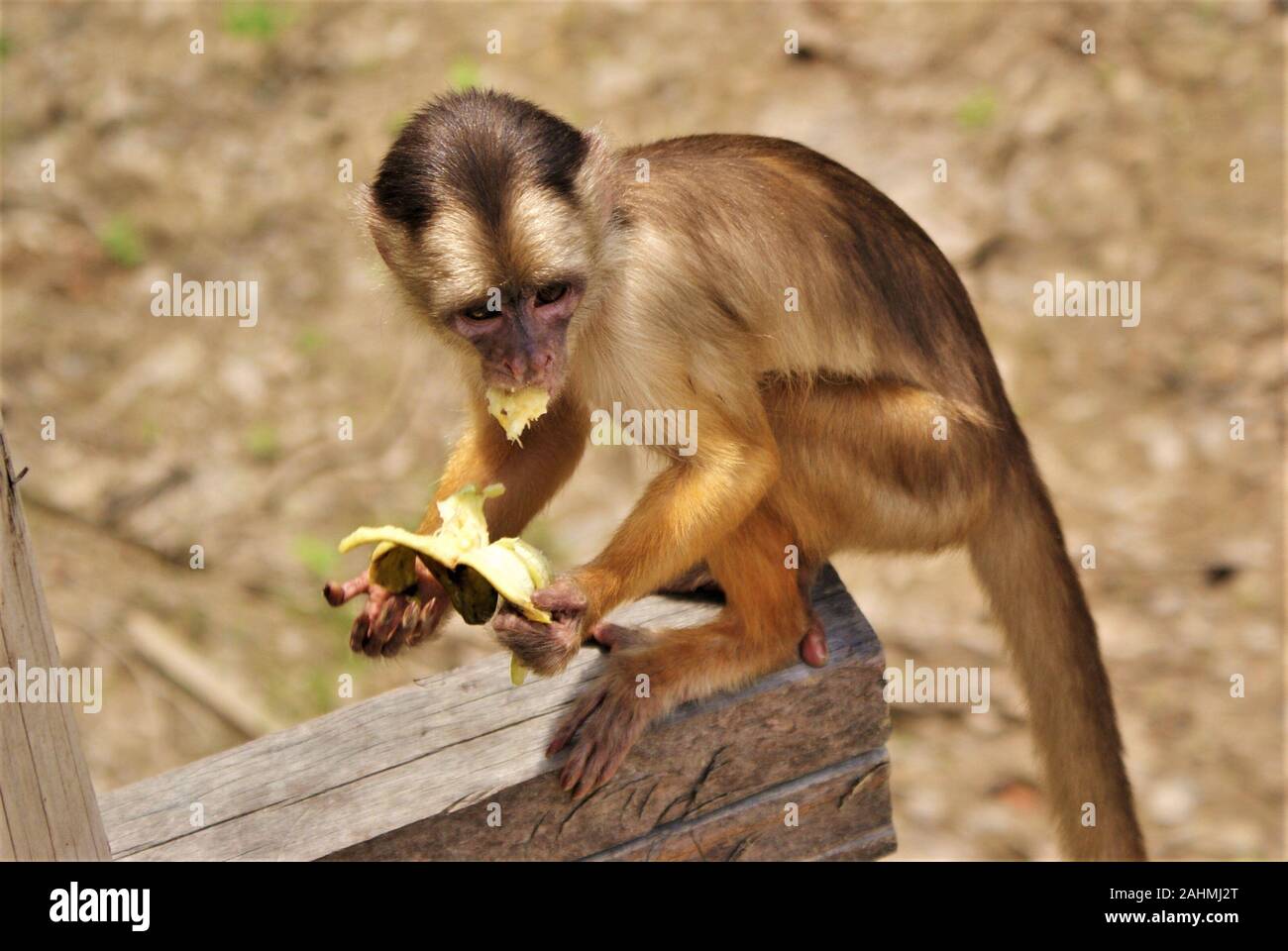Monkey in the Amazonas in Brazil Stock Photo - Alamy