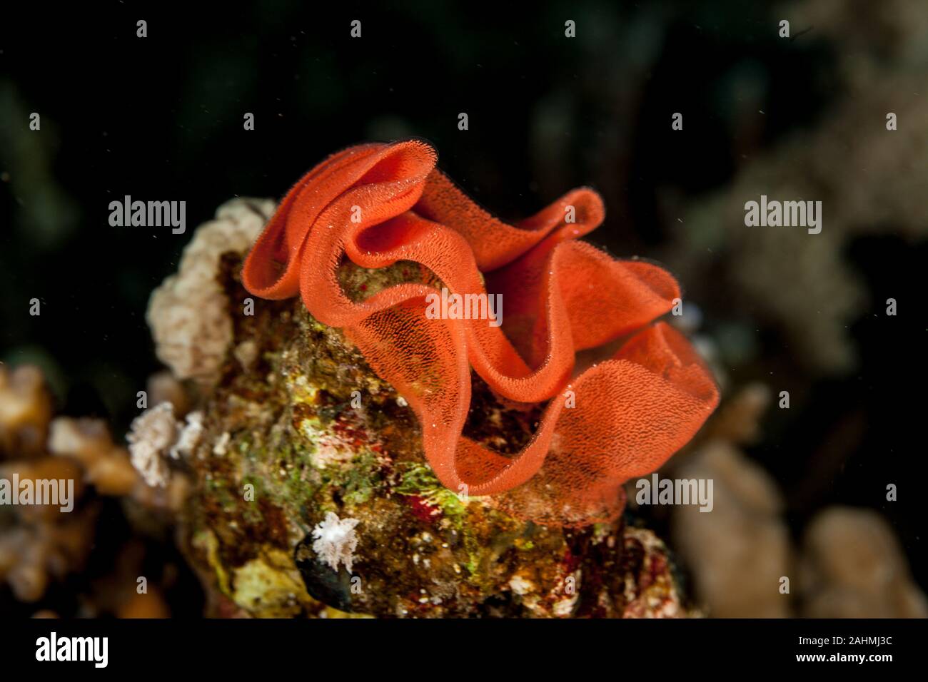 Nudibranch, eggs from a Sea Slug Stock Photo - Alamy