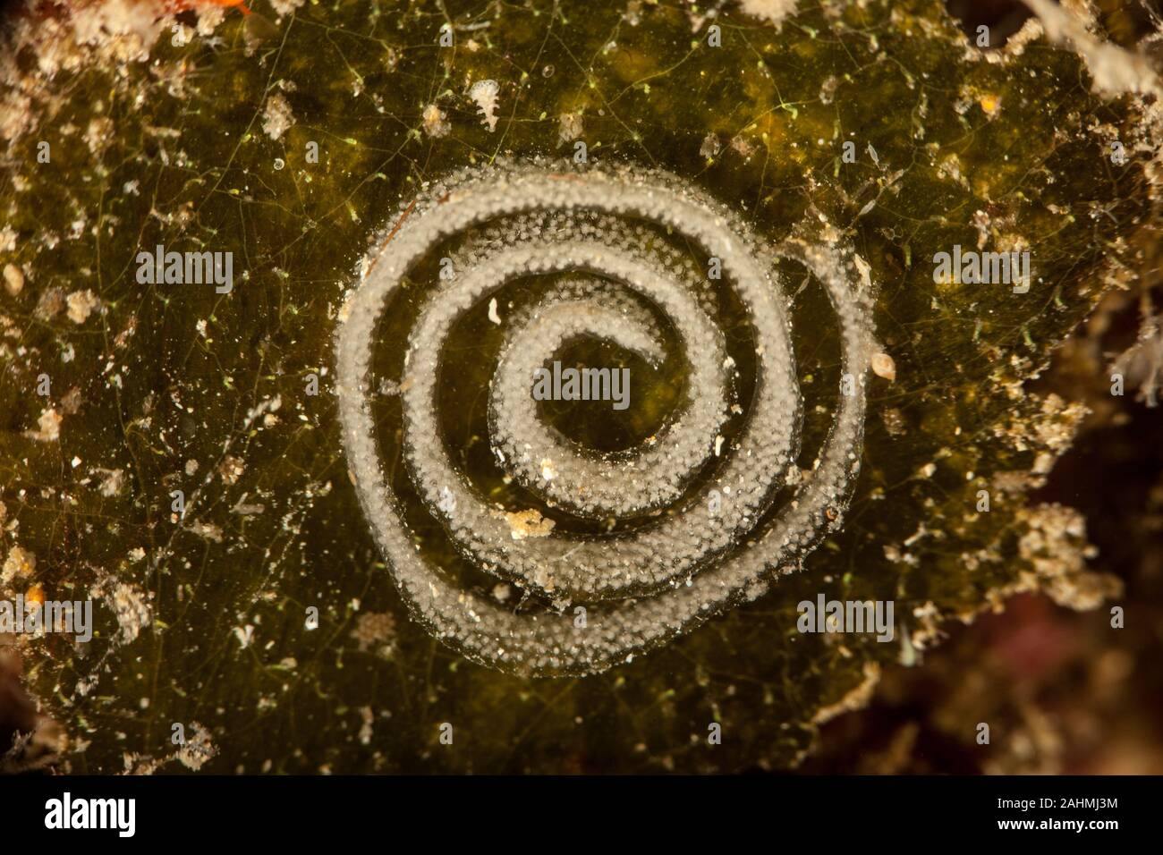 Nudibranch, eggs from a Sea Slug Stock Photo - Alamy