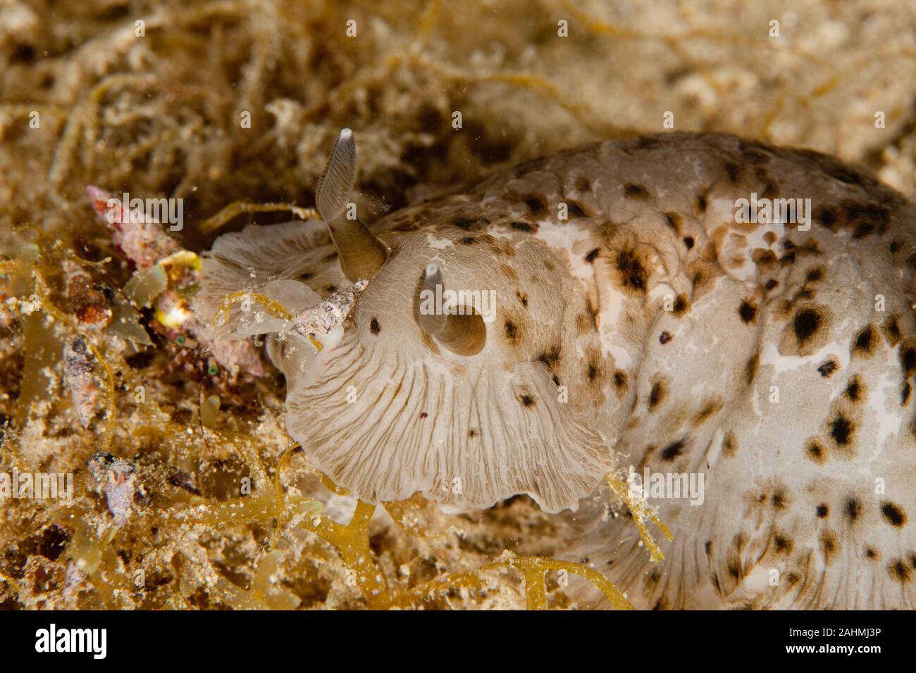 sea slugs, marine gastropod mollusks Stock Photo - Alamy