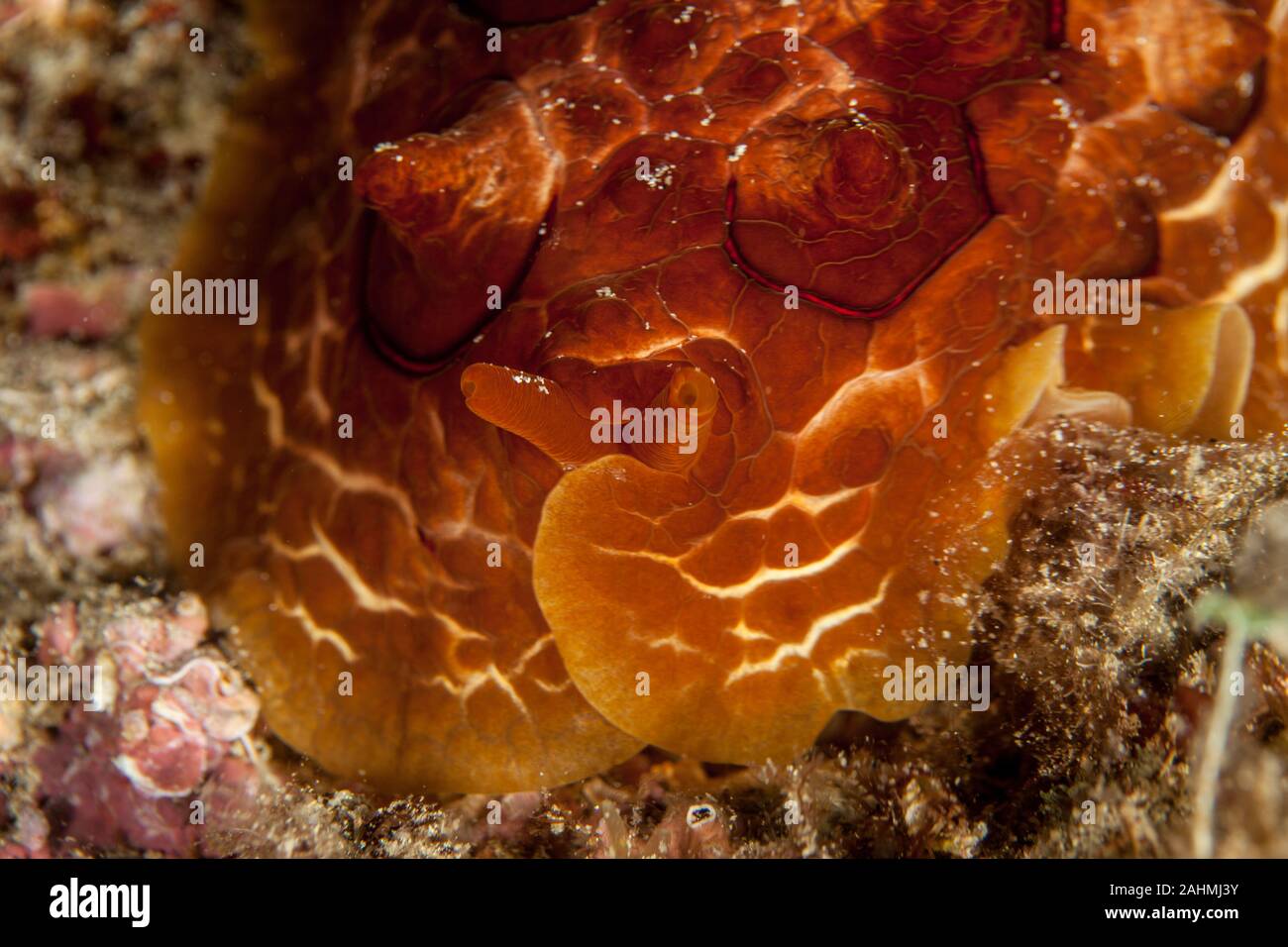 sea slugs, marine gastropod mollusks Stock Photo - Alamy