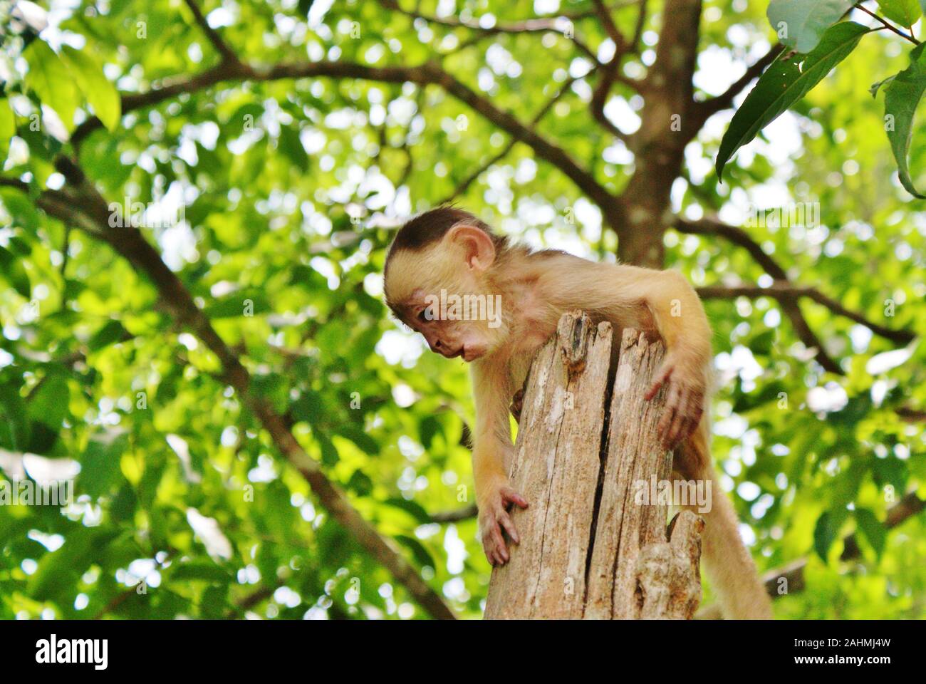 Monkey in the Amazonas in Brazil Stock Photo - Alamy
