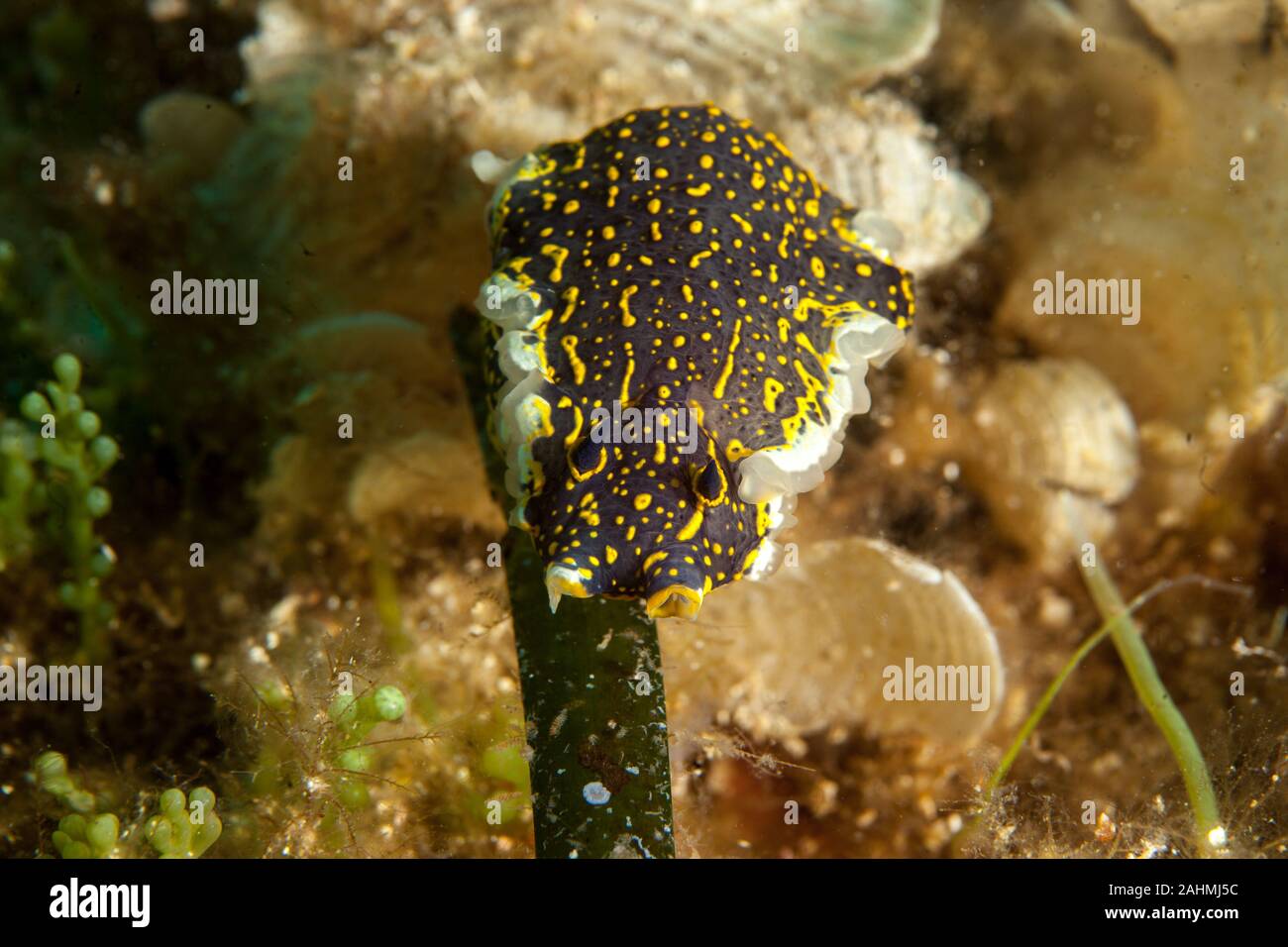 Felimare picta picta hi-res stock photography and images - Alamy