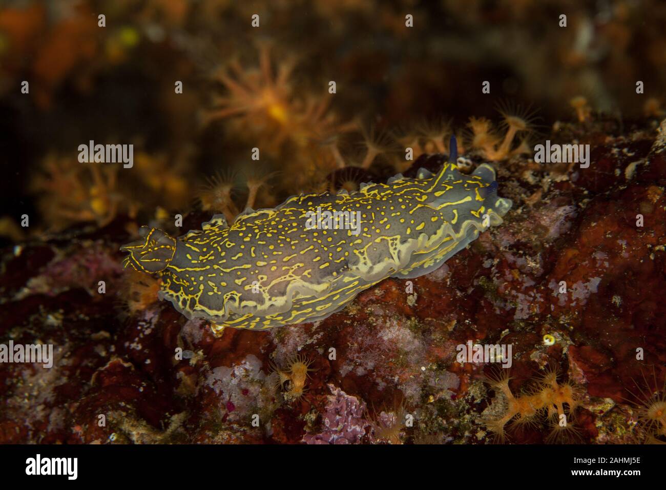 Hypselodoris valenciennesi hi-res stock photography and images - Alamy