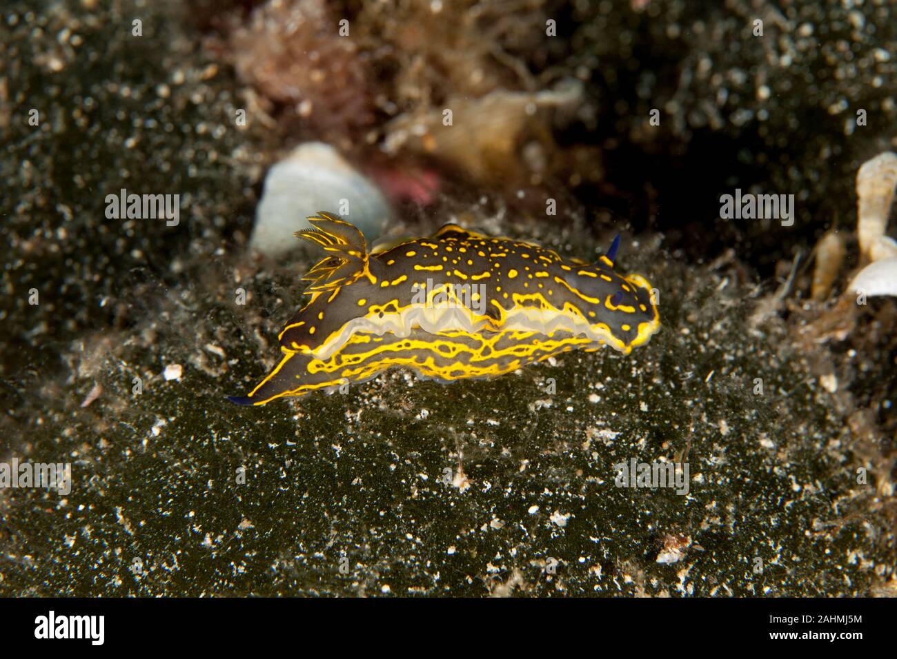 Felimare picta hi-res stock photography and images - Alamy