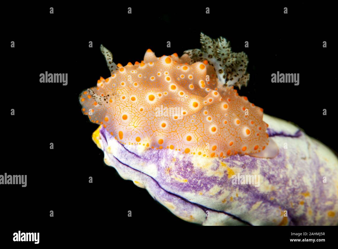 Halgerda Sea slug Stock Photo - Alamy