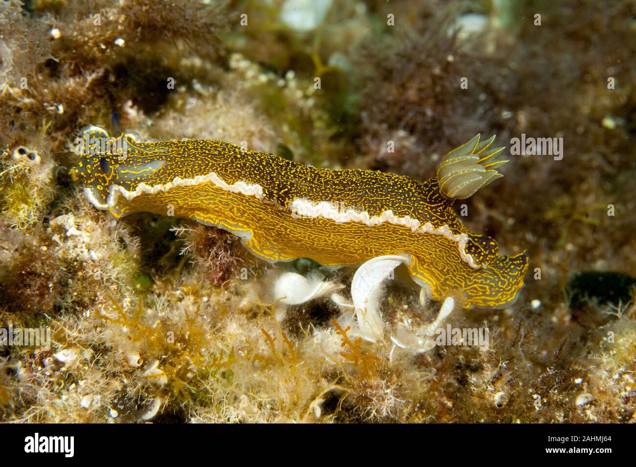 Felimare picta picta hi-res stock photography and images - Alamy