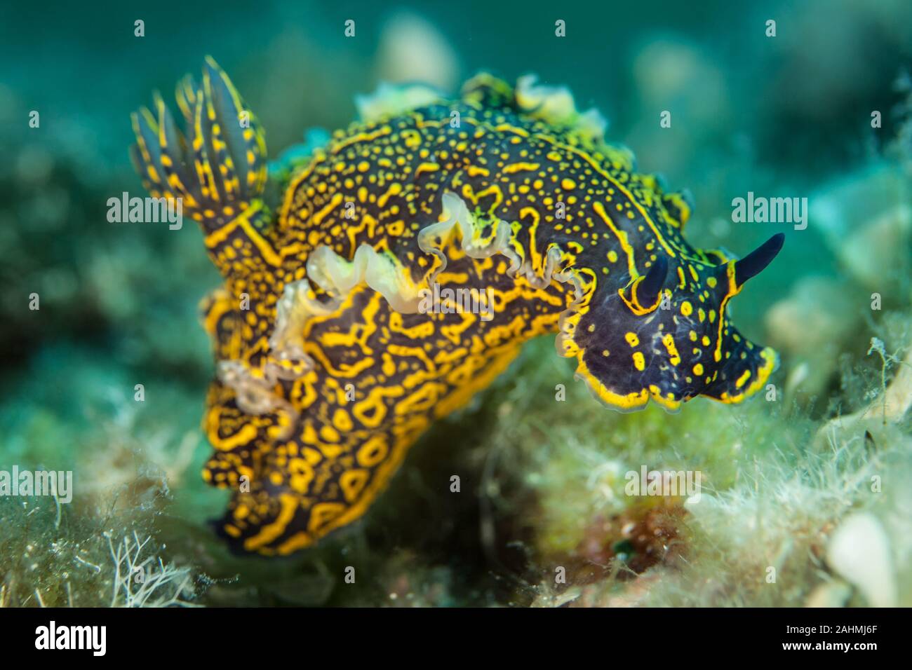 Hypselodoris valenciennesi hi-res stock photography and images - Alamy