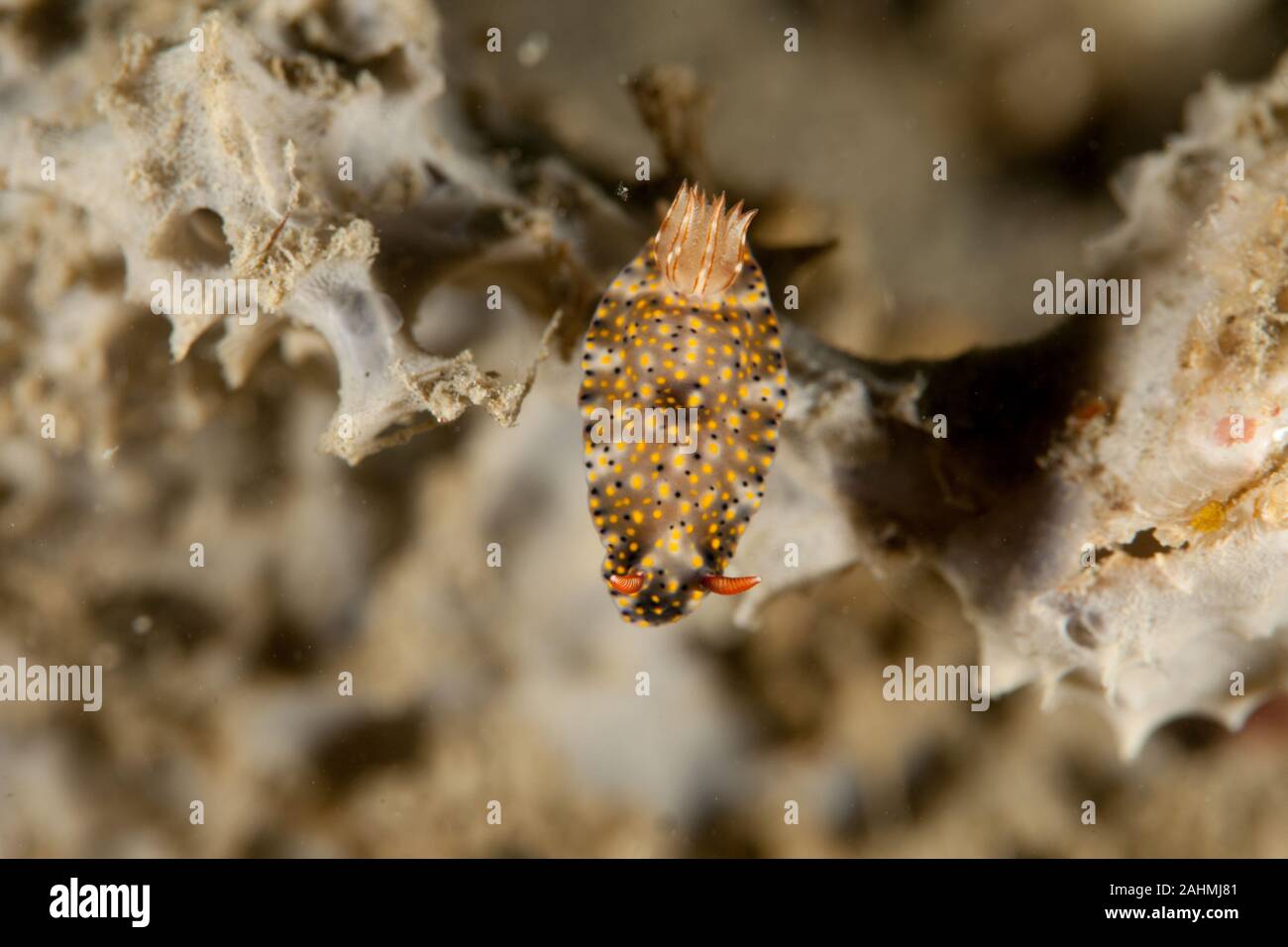 Hypselodoris infucata hi-res stock photography and images - Alamy