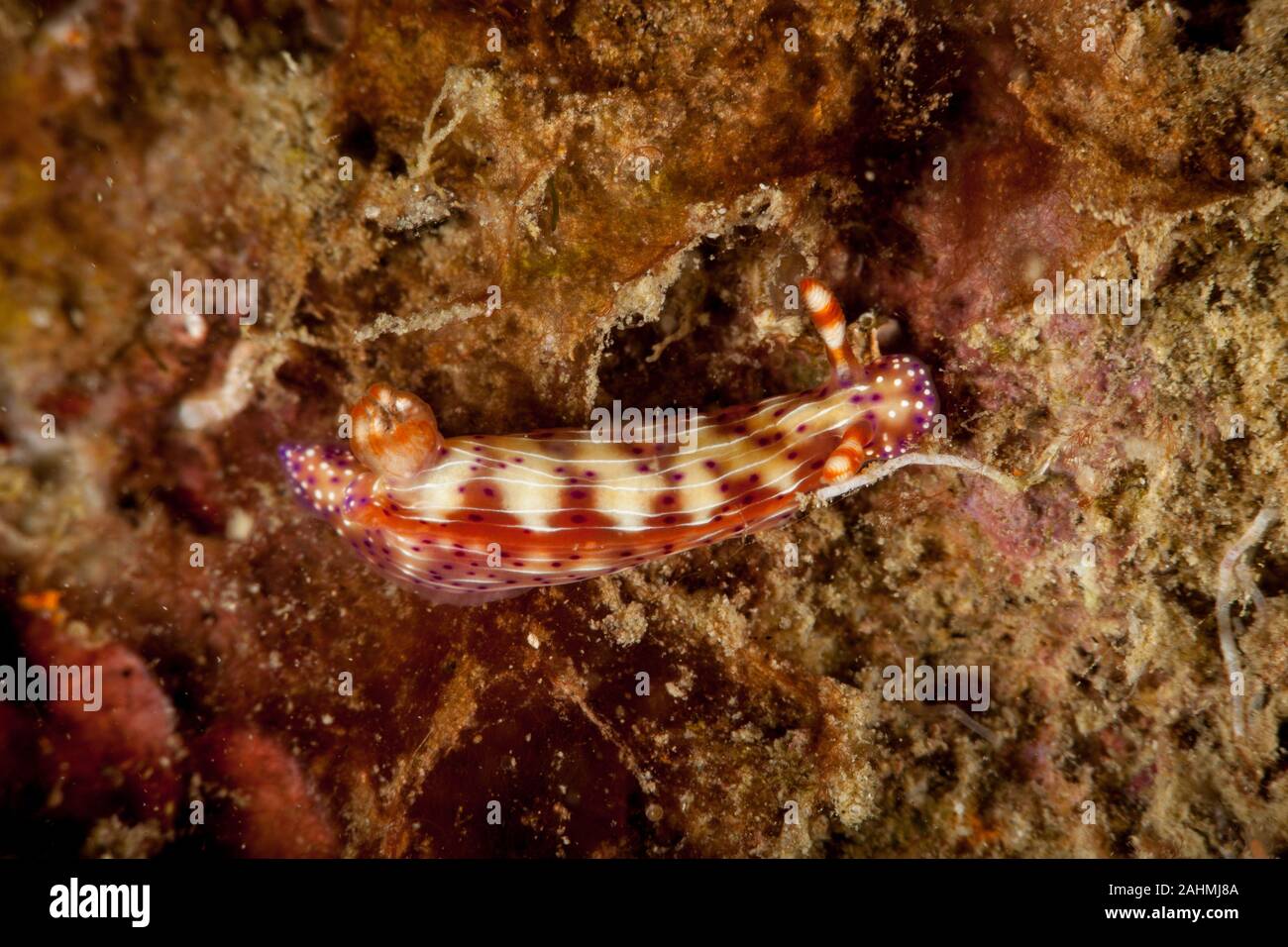 Spotted hypselodoris hi-res stock photography and images - Alamy