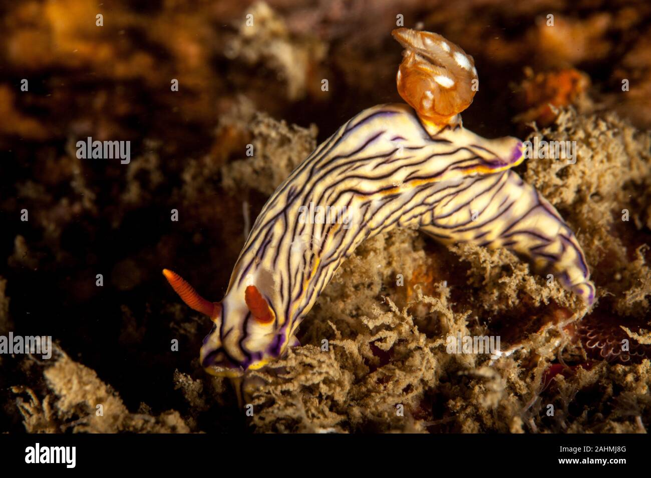 Hypselodoris nigrostriata hi-res stock photography and images - Alamy