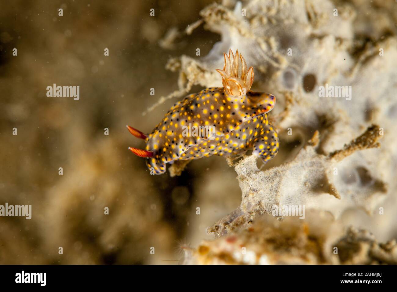 Hypselodoris infucata hi-res stock photography and images - Alamy