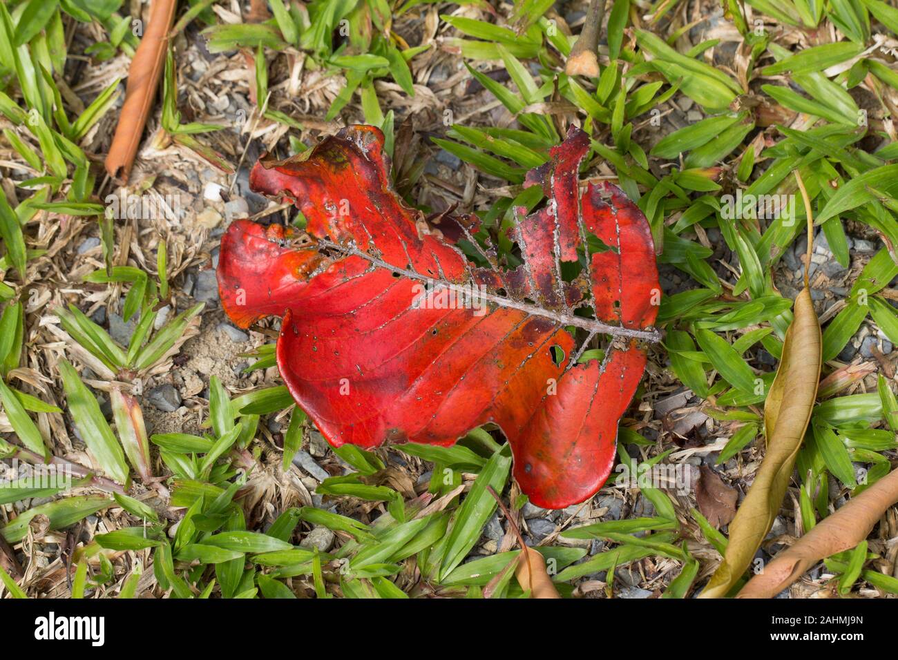 Red leaf and green grass hi-res stock photography and images - Alamy