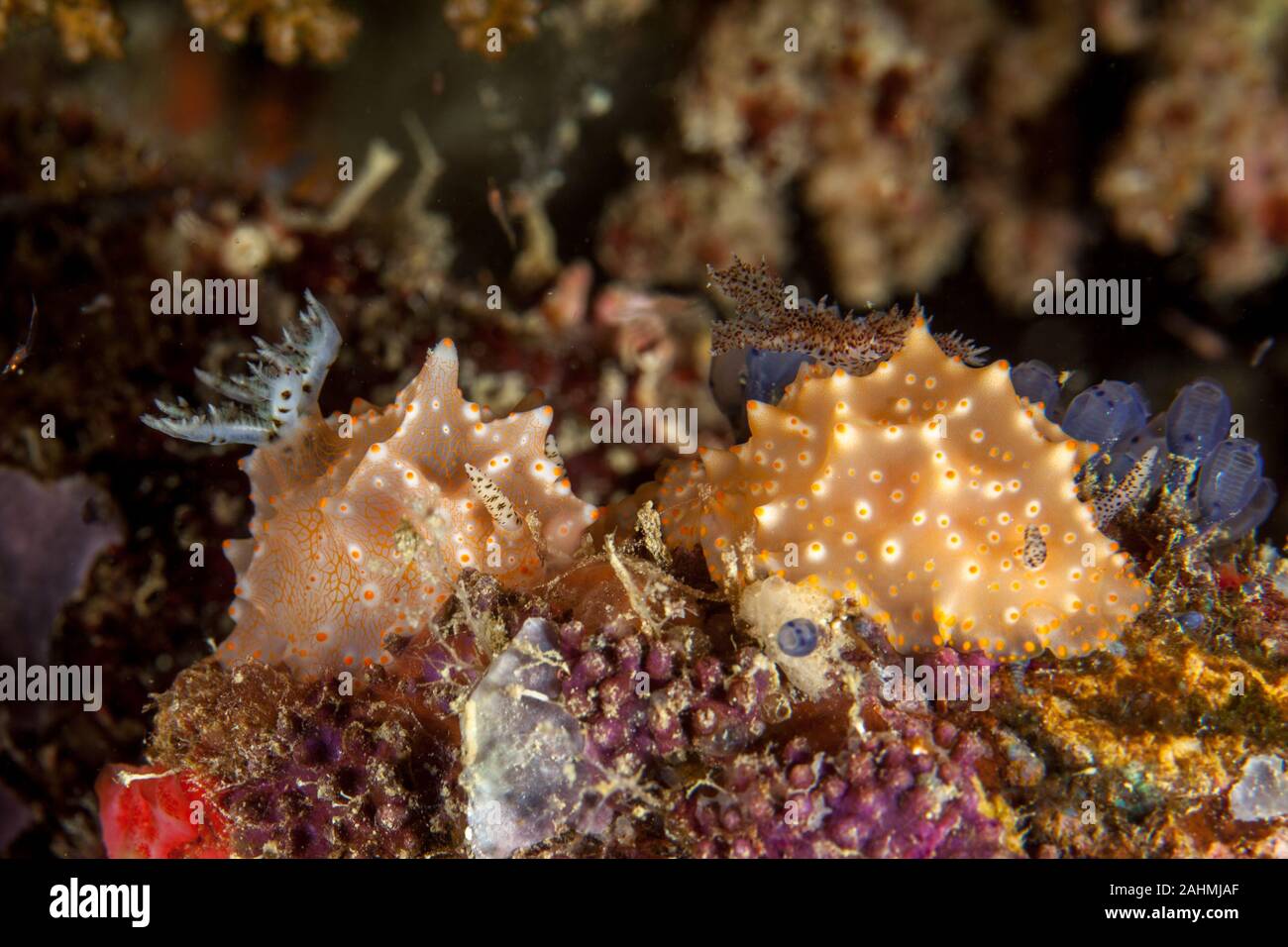 Nudibranch sea slug halgerda batangas hi-res stock photography and ...