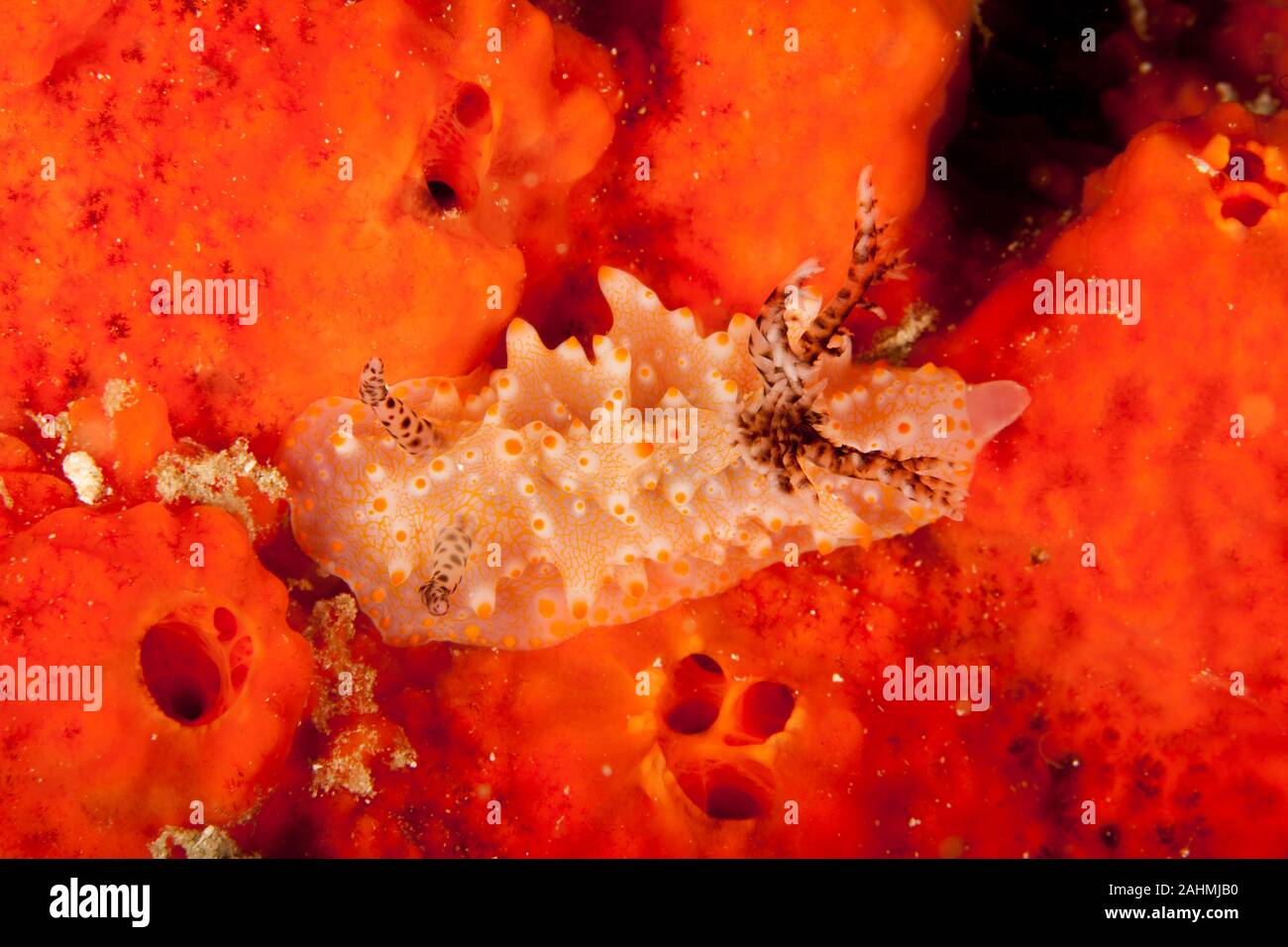 Nudibranch sea slug halgerda batangas hi-res stock photography and ...