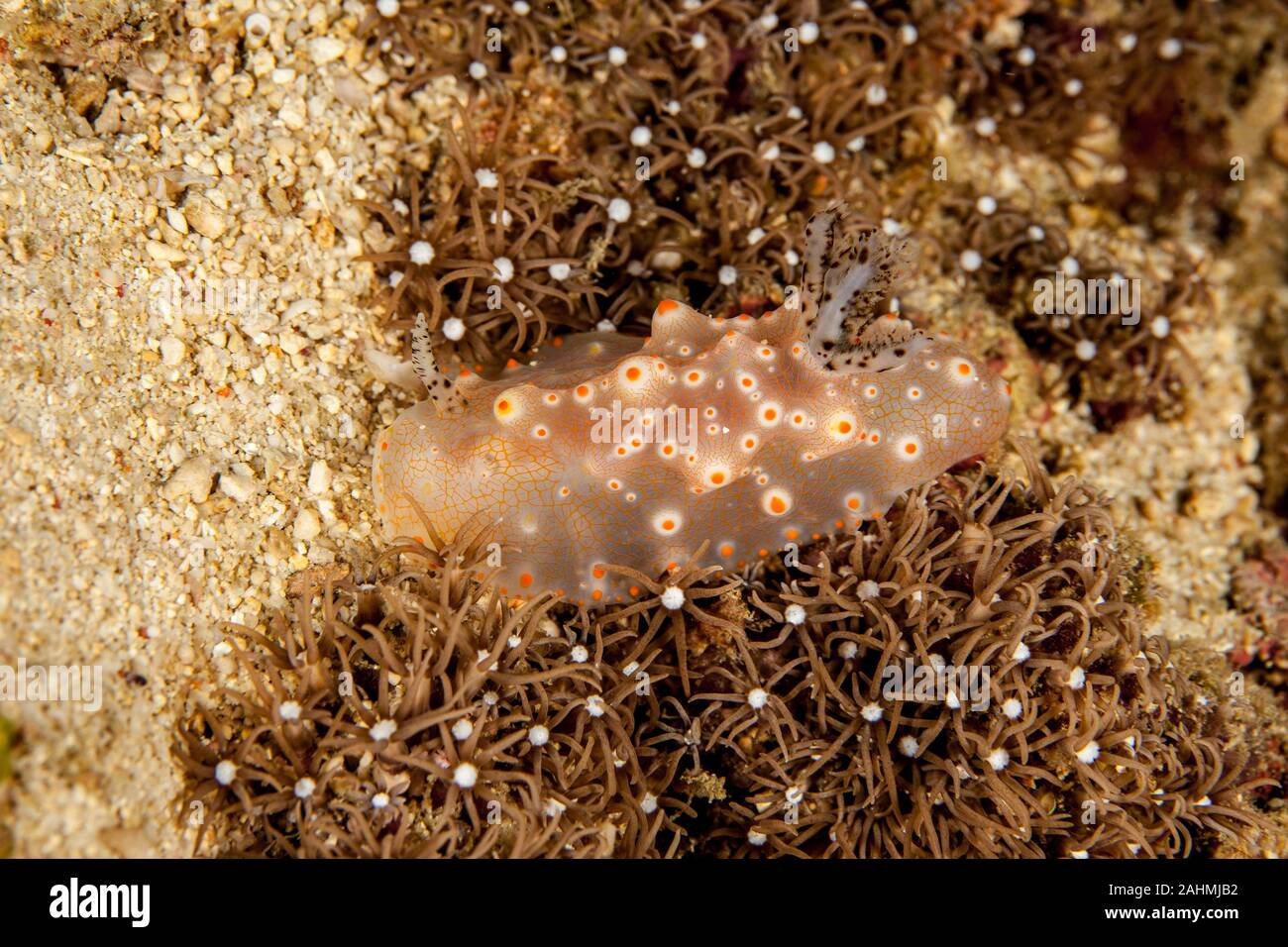 Nudibranch sea slug halgerda batangas hi-res stock photography and ...