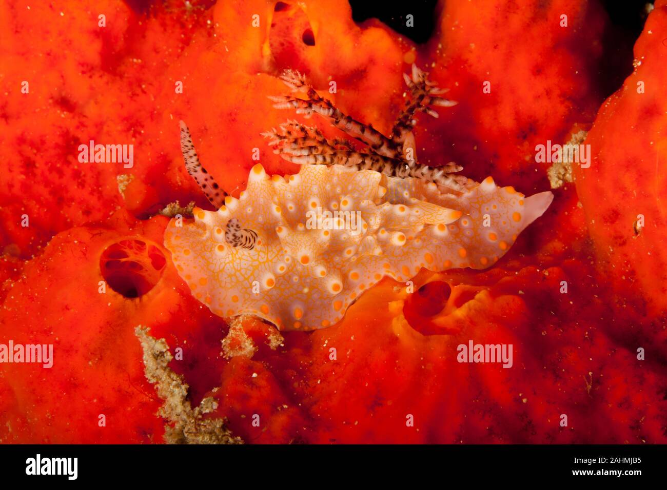 Nudibranch sea slug halgerda batangas hi-res stock photography and ...