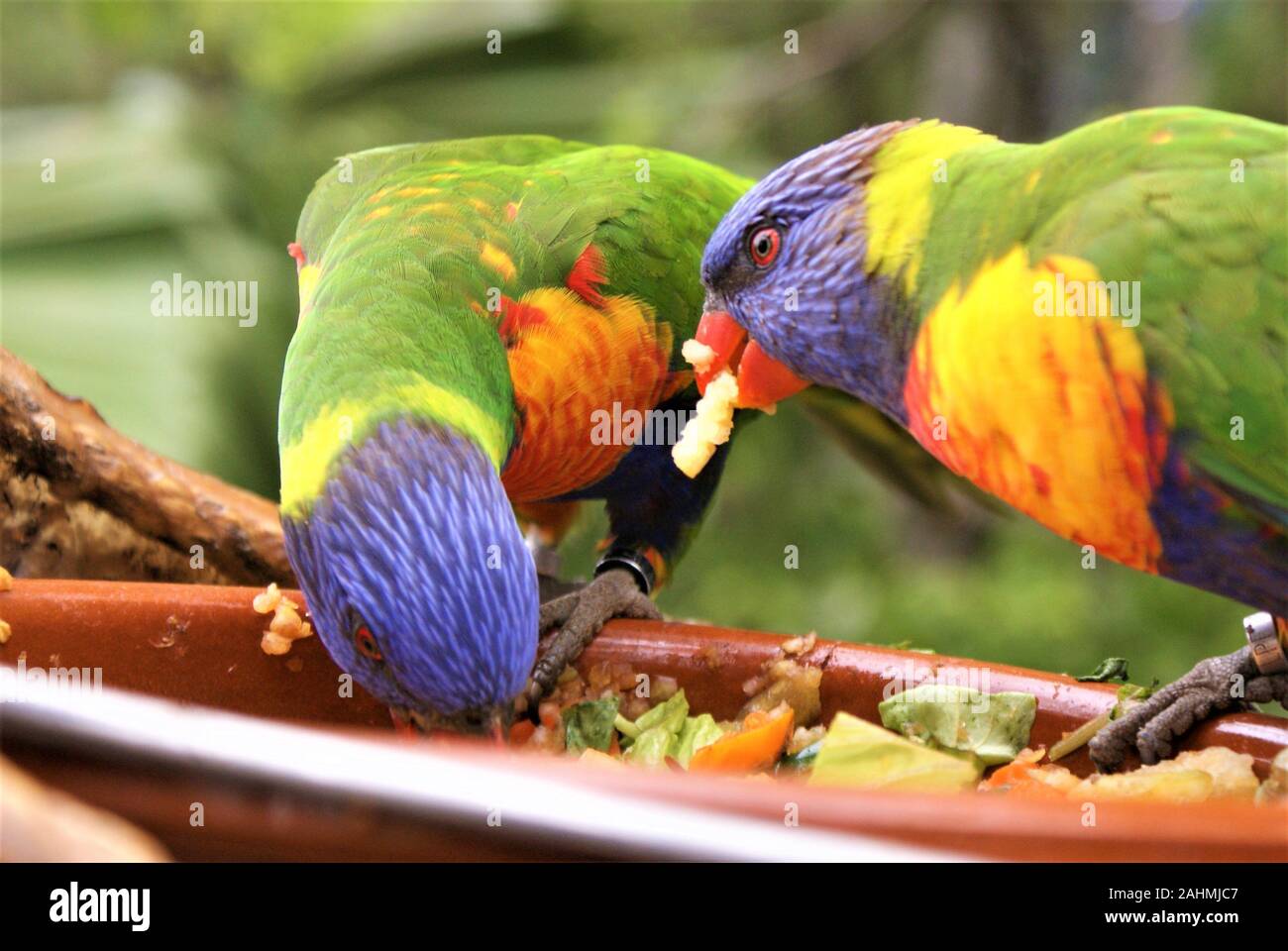 Lorikeets food tree hi-res stock photography and images - Alamy