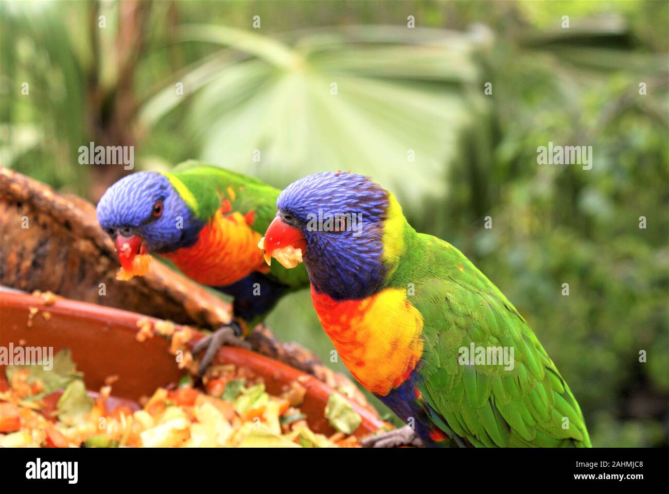 Lorikeets food tree hi-res stock photography and images - Alamy