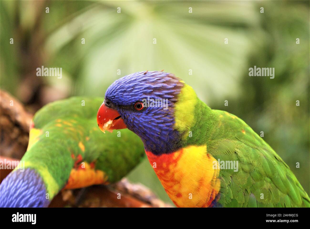 Rainbow lorikeets eating hi-res stock photography and images - Alamy
