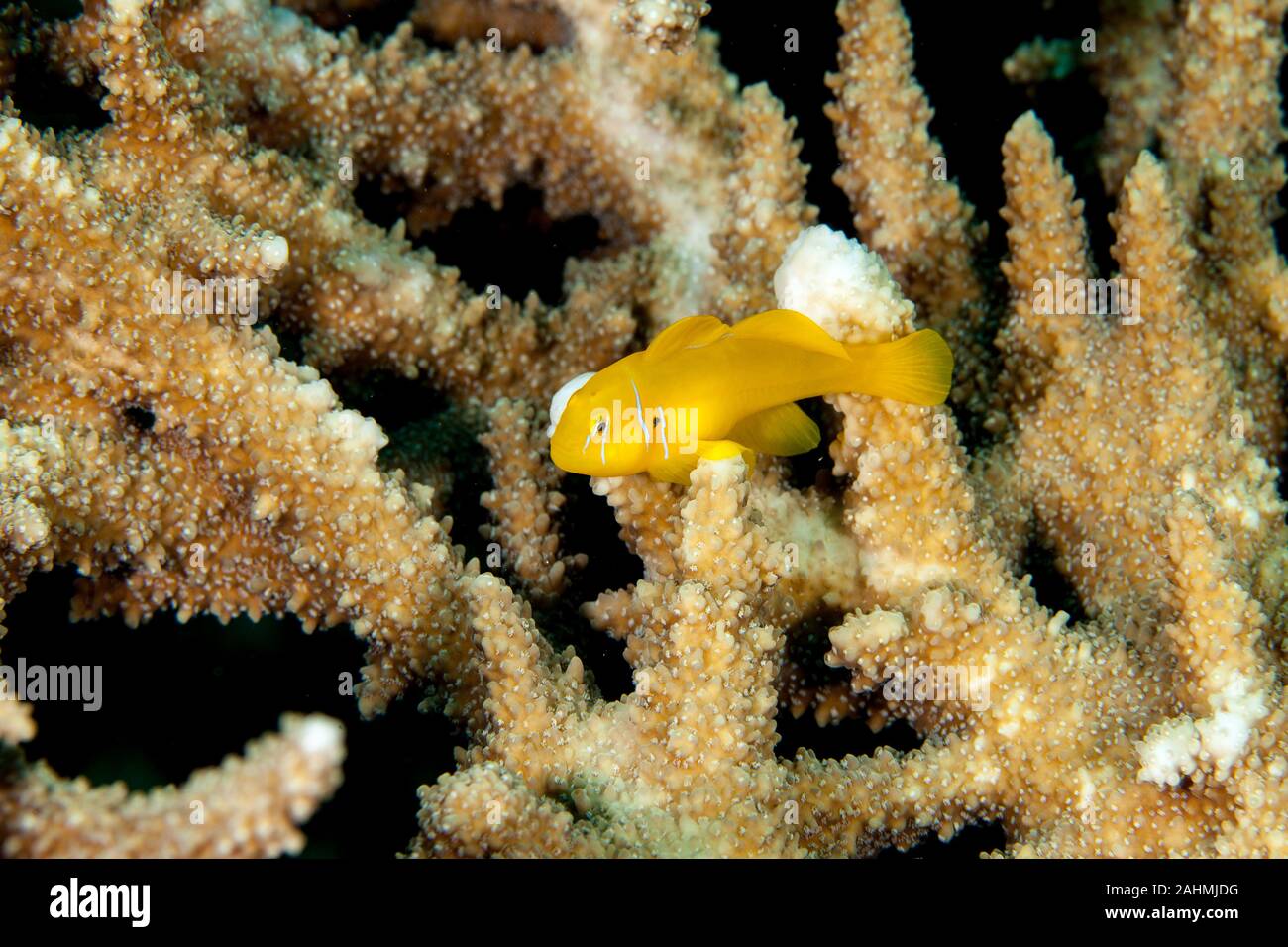 Lemon goby gobiodon citrinus hi-res stock photography and images - Alamy