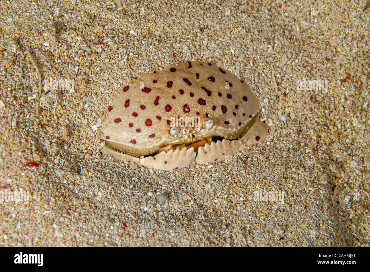 Calappa calappa, also known as the smooth or red-spotted box crab Stock ...