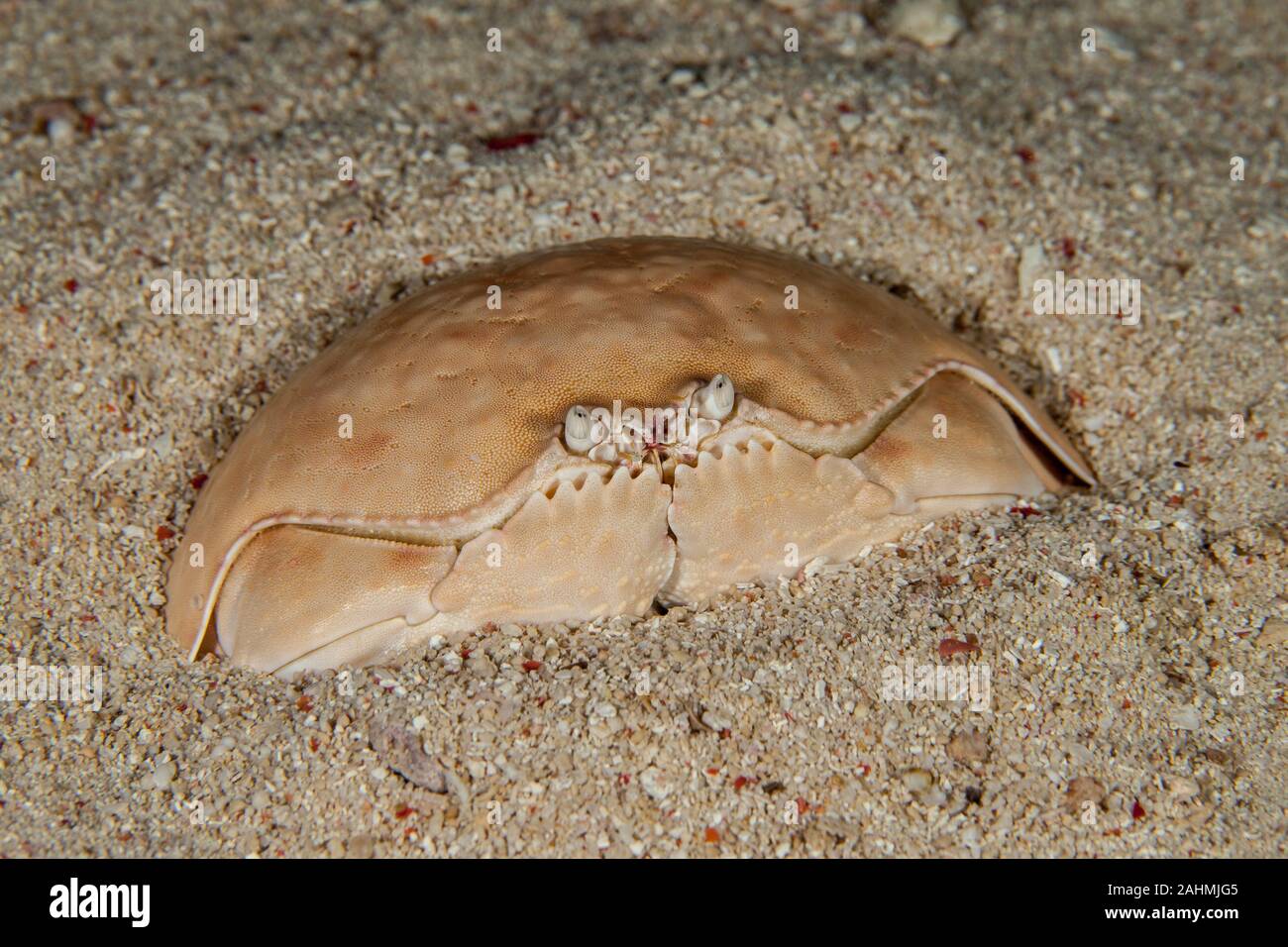 Giant Box crab,Shame-faced crab,, Calappa calappa Stock Photo - Alamy