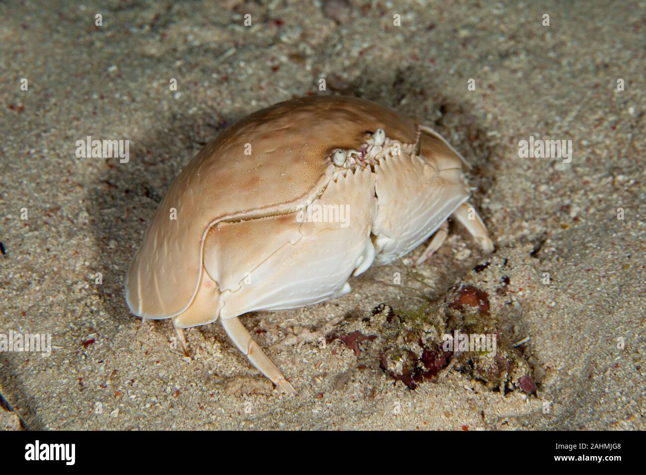 Giant Box crab,Shame-faced crab,, Calappa calappa Stock Photo - Alamy
