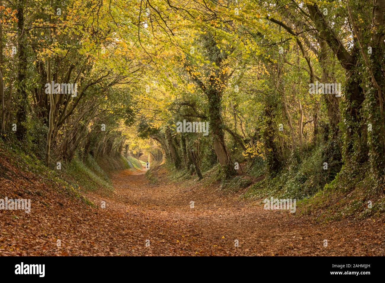 Halnaker tree tunnel hi-res stock photography and images - Alamy