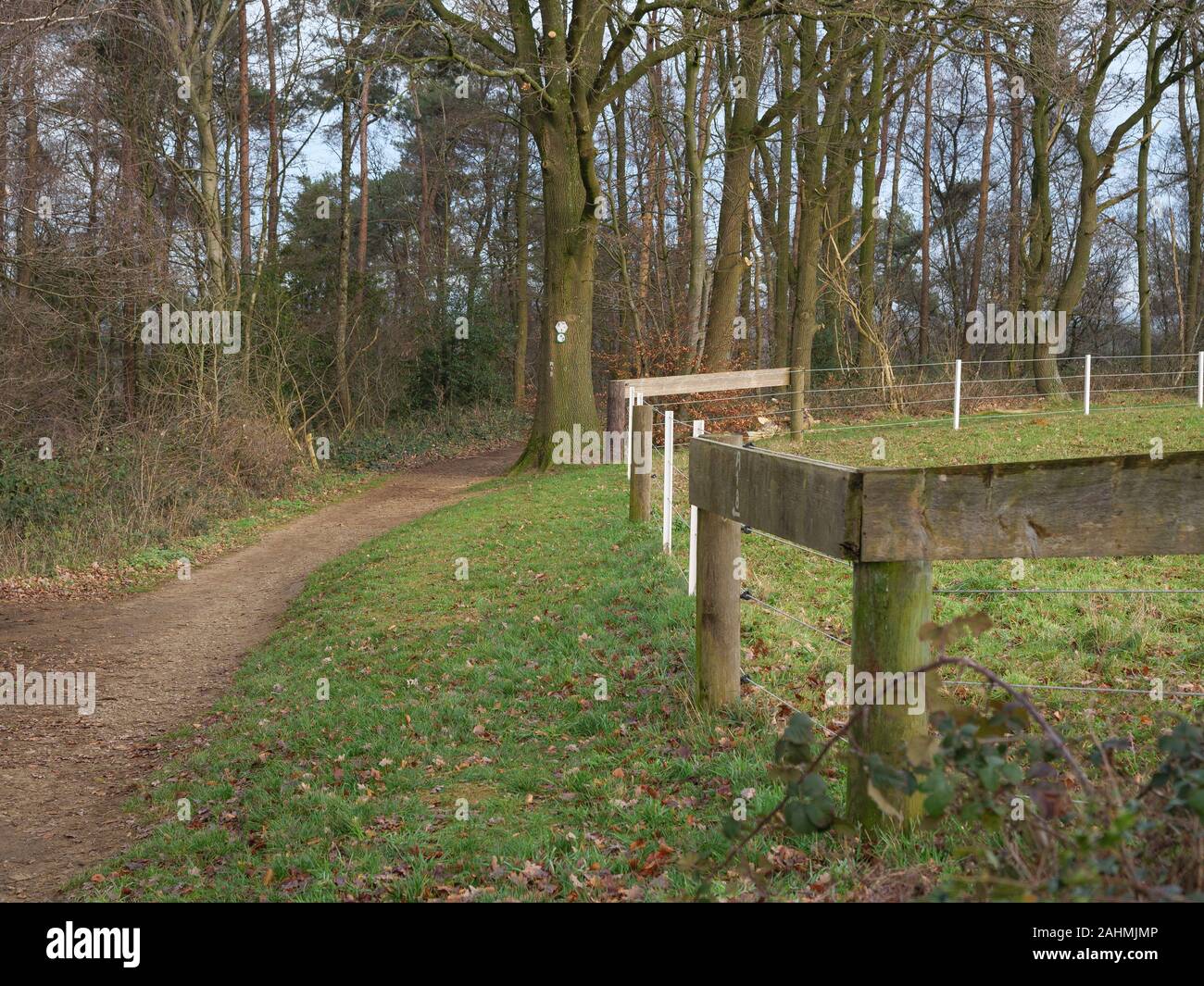 in a german forest Stock Photo - Alamy