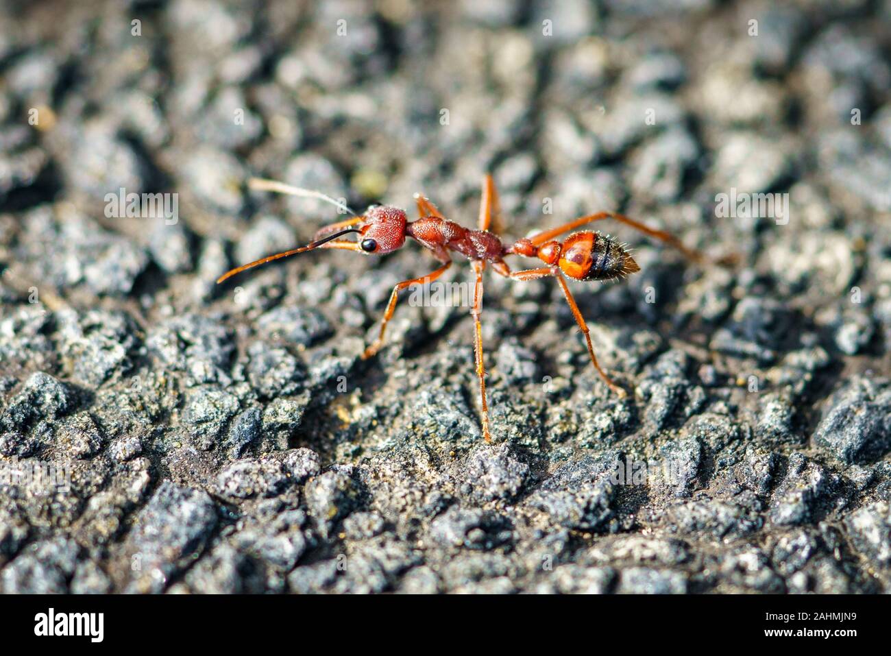 Red bull ant hi-res stock photography and images - Alamy