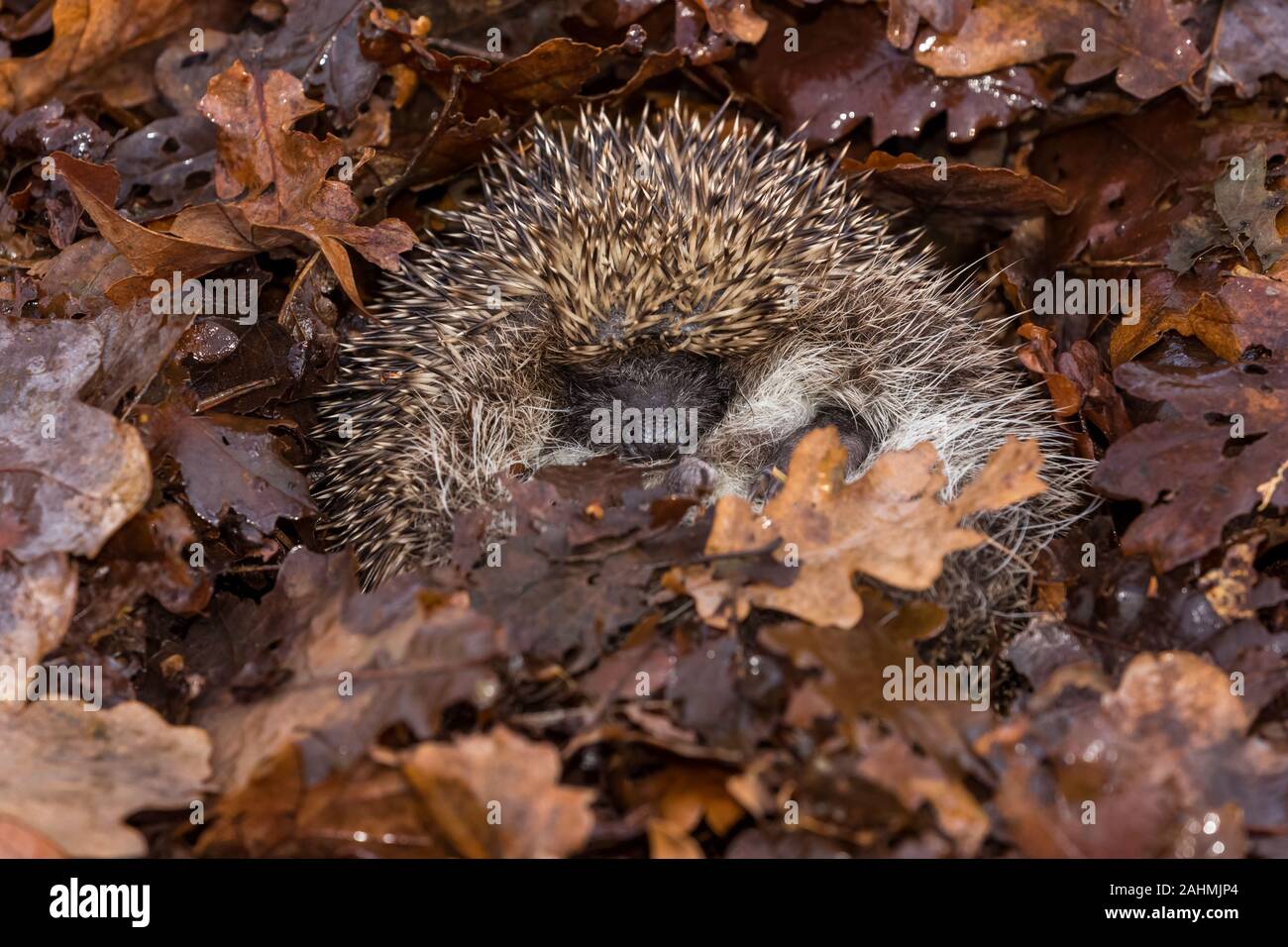Hedgehog (Scientific name: Erinaceus Europaeus) wild, native, European ...